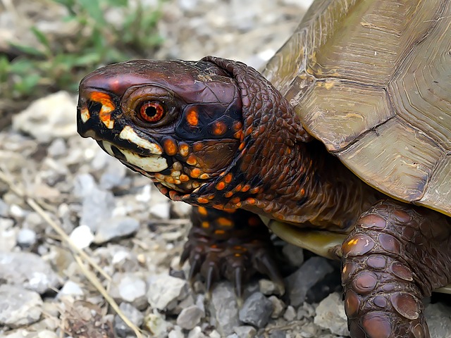 Box Turtle Nature Wildlife - Free photo on Pixabay