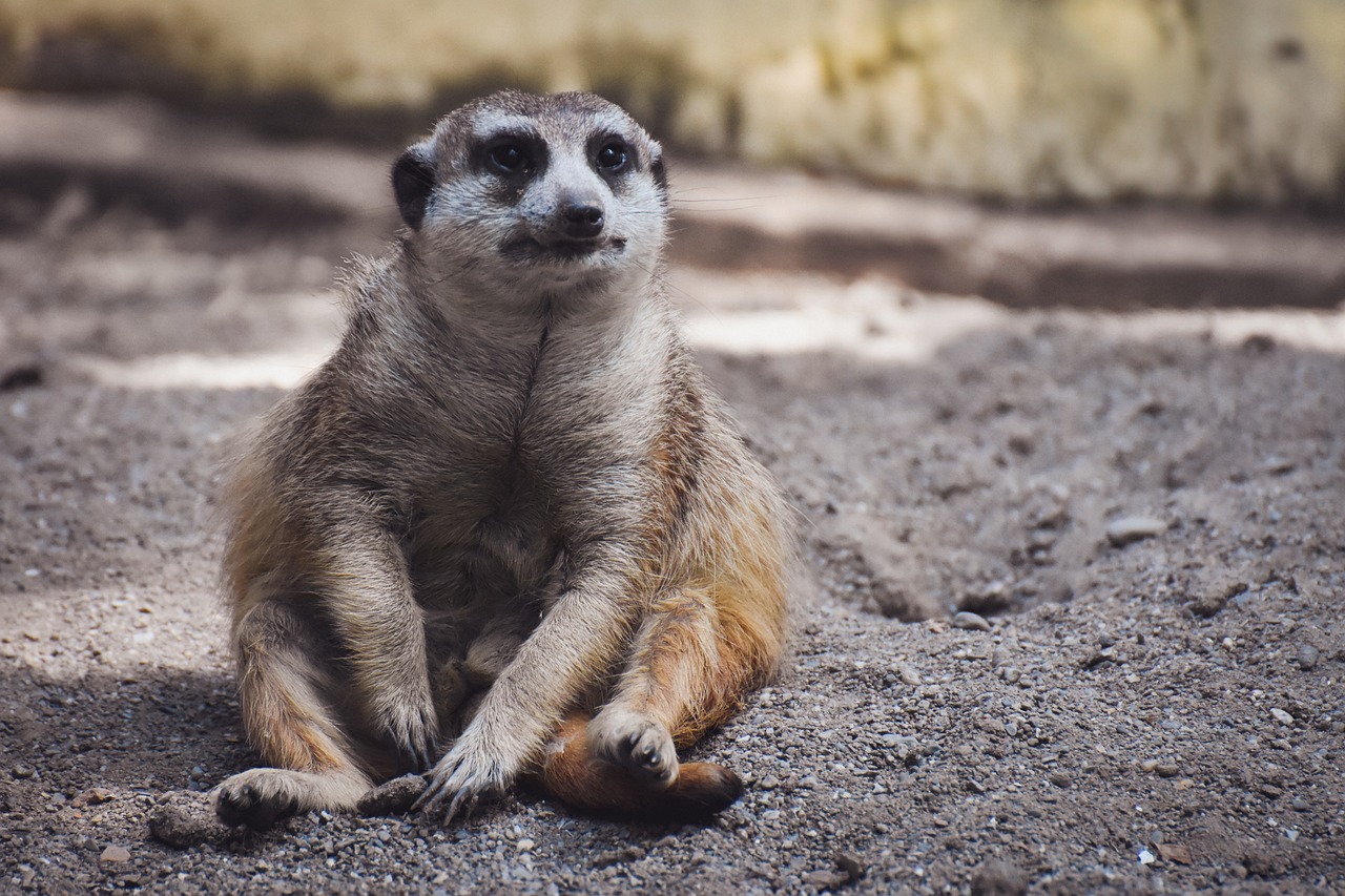 Meerkat Nature Animal - Free photo on Pixabay