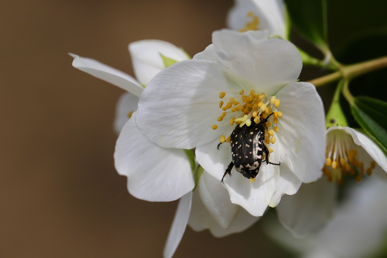 Rose Beetle Mourning - Free photo on Pixabay