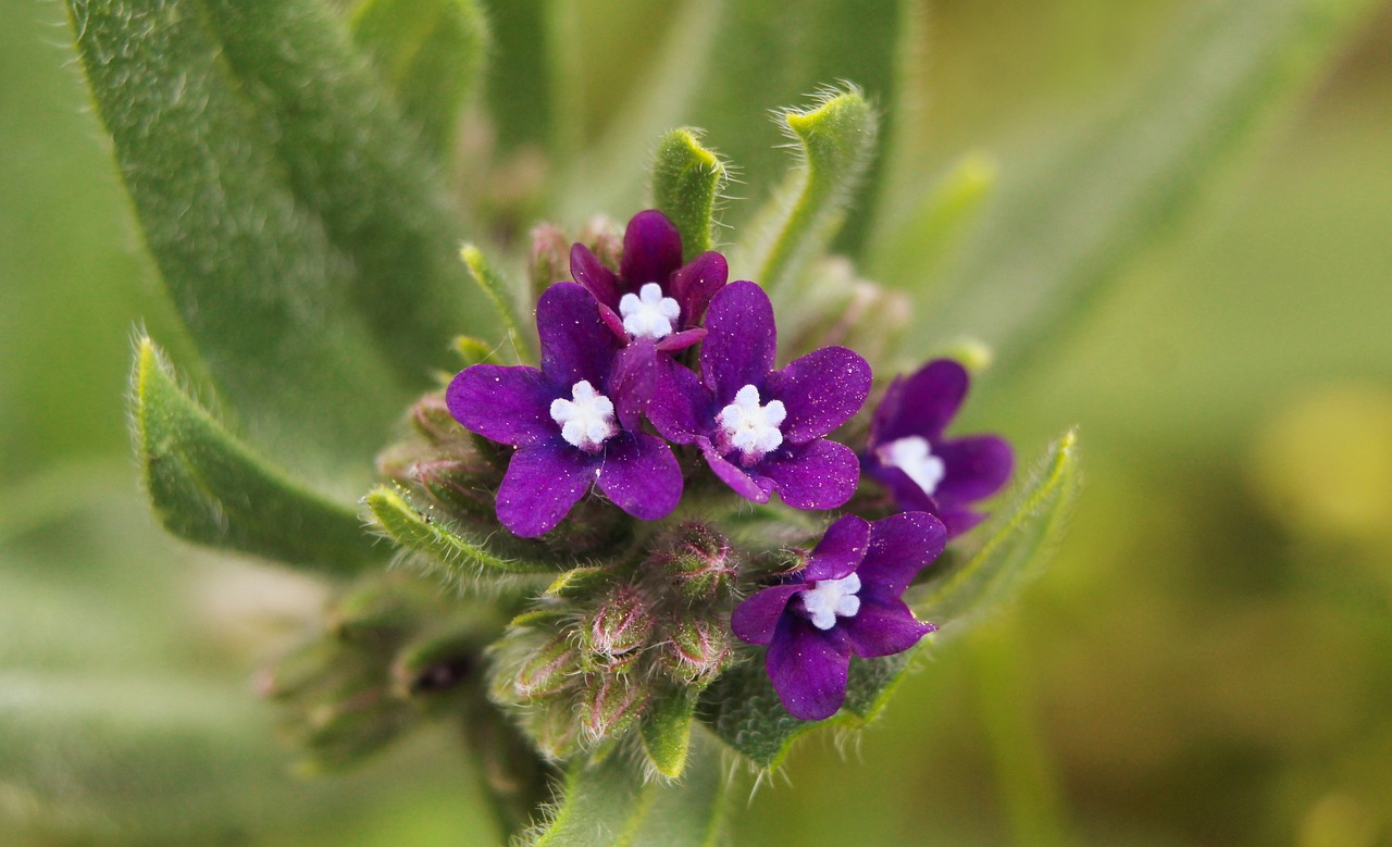 Flowers Violet Bugloss - Free photo on Pixabay