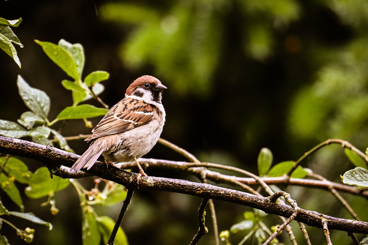 Sparrow Nature Wildlife - Free photo on Pixabay