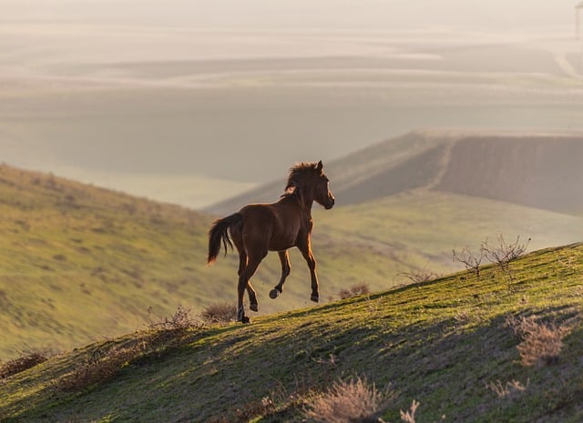 10,000+ Free Galloping Horse & Horse Images - Pixabay