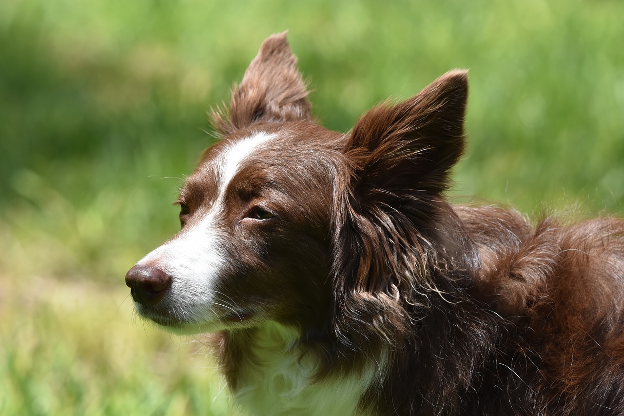 Border Collie Dog Pet - Free photo on Pixabay