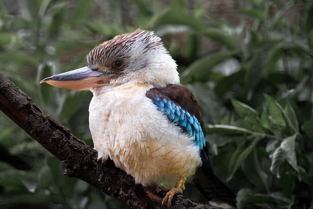 300+ Free Kookaburra & Nature Images - Pixabay