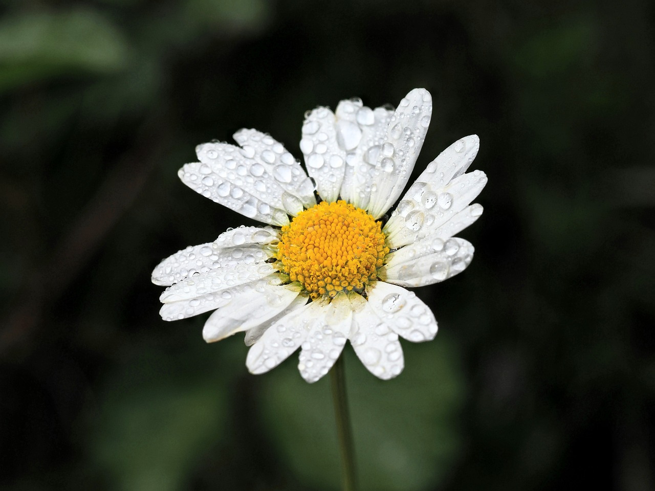 Flower Magerite Blossom - Free photo on Pixabay