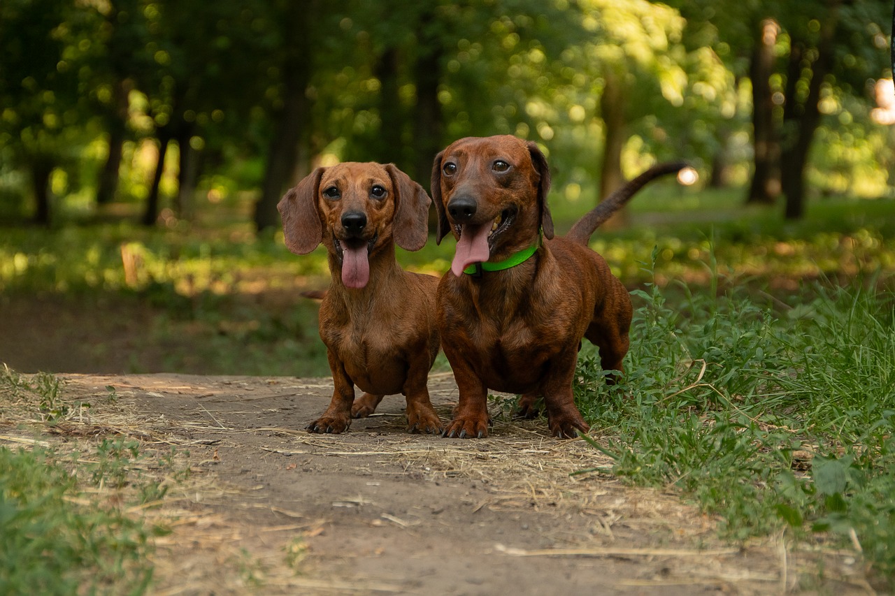 Dogs Dachshund Animal - Free photo on Pixabay