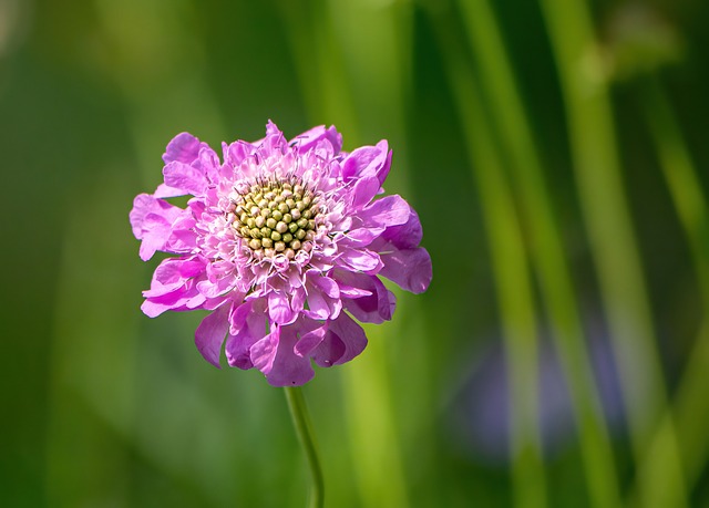 Scabiosis Nature Blossom - Free photo on Pixabay