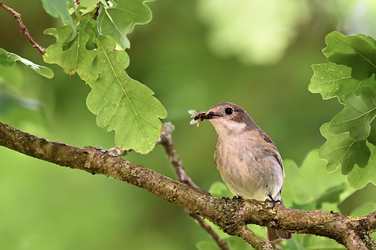 Pied Flycatcher Foraging Bird - Free photo on Pixabay