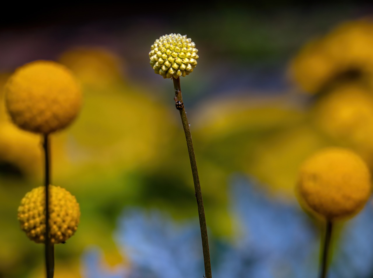Paper Bush Nature Spring - Free photo on Pixabay