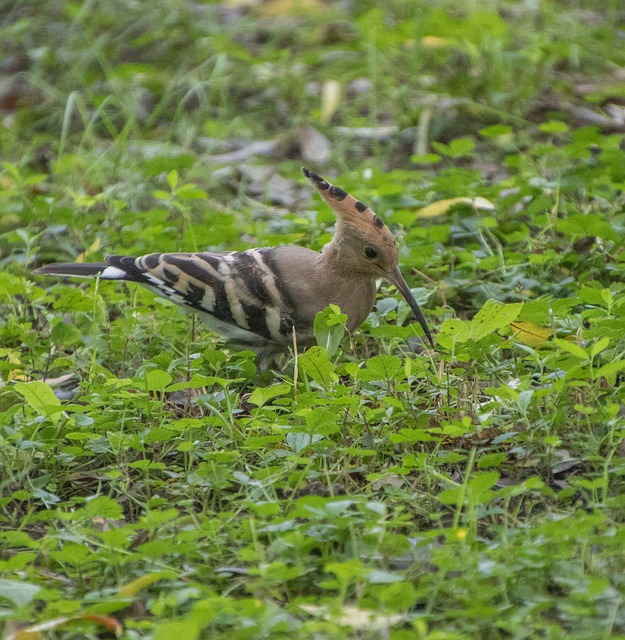 Hoopoe Nature Bird - Free photo on Pixabay