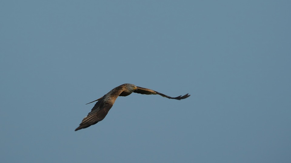 Bird Red Kite Milan Birds Of - Free photo on Pixabay