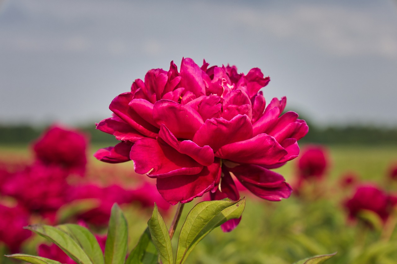 Peonies Nature Flower - Free photo on Pixabay