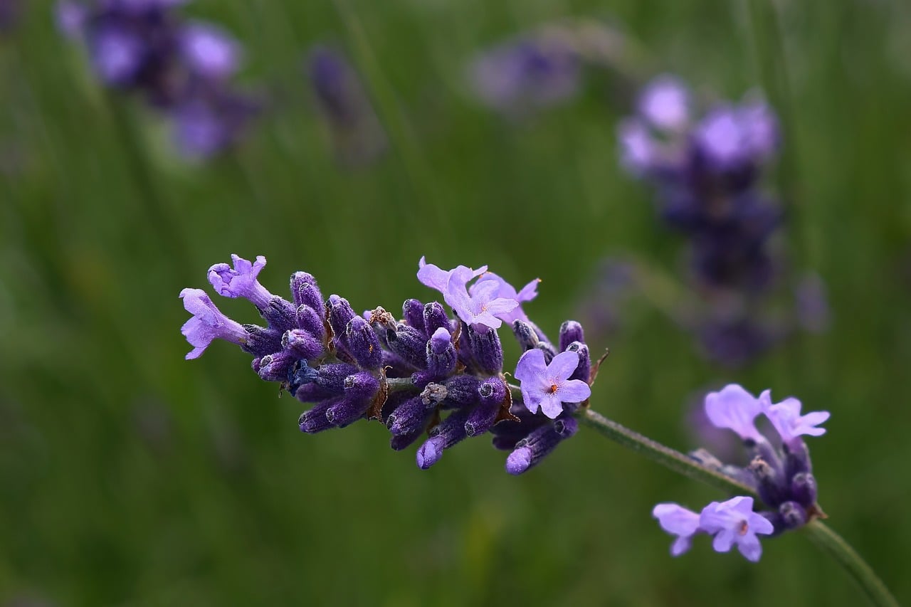 Lavender Images: 5,000+ Free High-Quality Lavender Flower Pictures ...