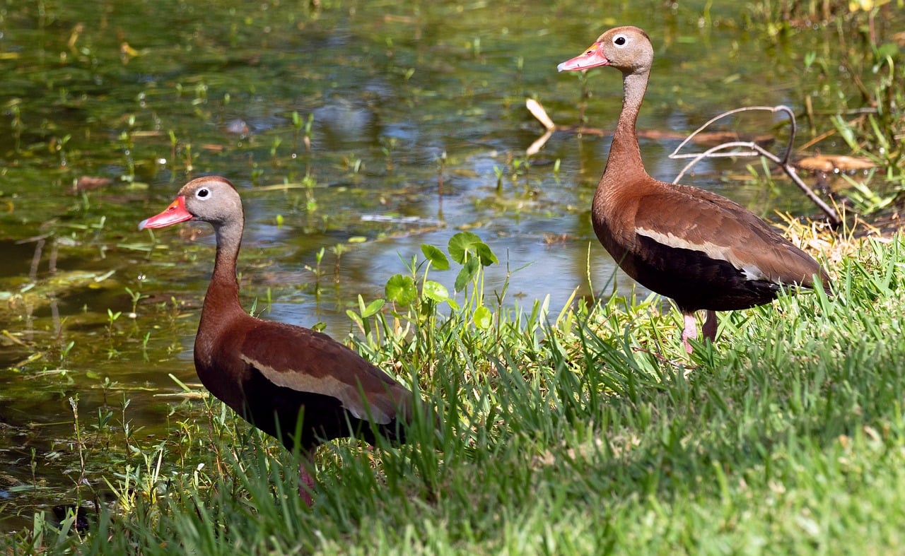Black-Bellied Whistling Ducks - Free photo on Pixabay