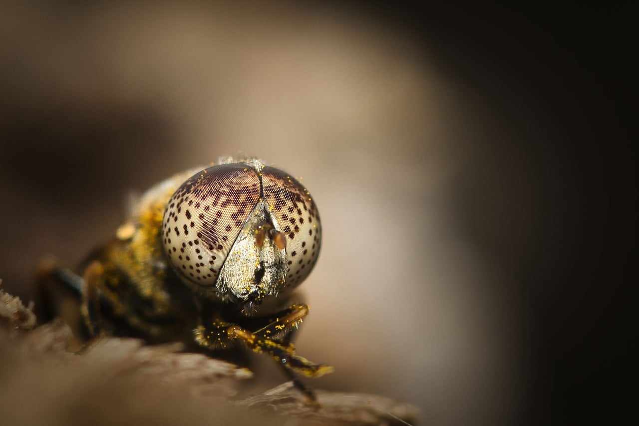 Plus de 20 000 photos gratuites de Insect Science et de Insecte - Pixabay
