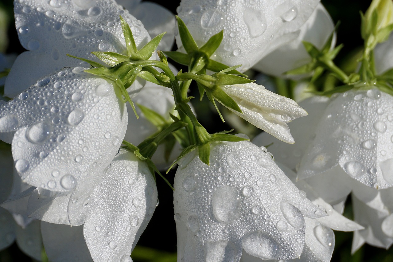 Musk Mallow Flower Nature - Free photo on Pixabay