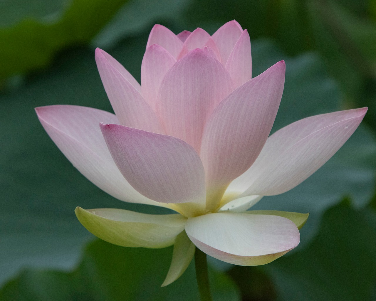 Lotus Flower Pond - Free photo on Pixabay