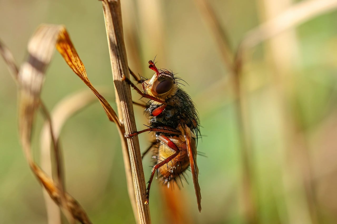 Wildlife Insect Fly - Free photo on Pixabay