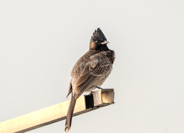 Bulbul Bird Nature - Free photo on Pixabay