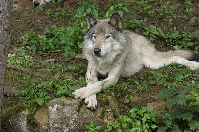 Tier Gebhren Grauer Bereich
