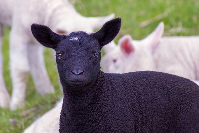Agnello Pecora Animale - Foto gratis su Pixabay