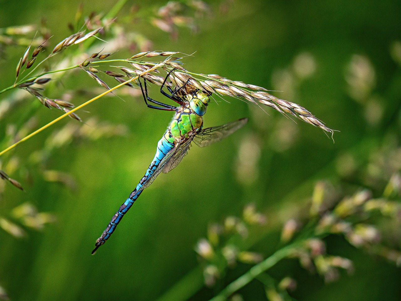 Libellule Insecte Nature - Photo gratuite sur Pixabay