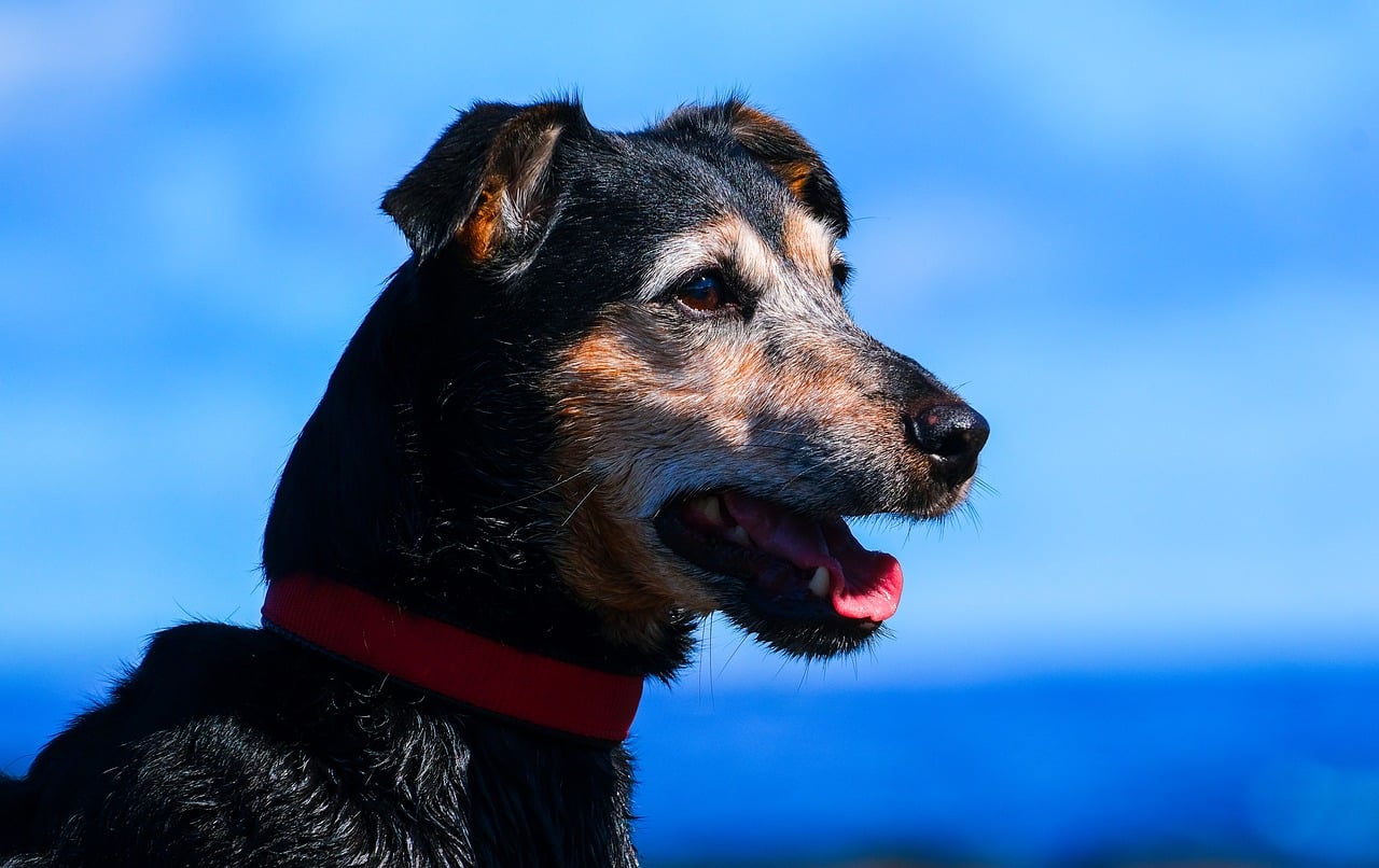Domestic Animal Dog - Free photo on Pixabay