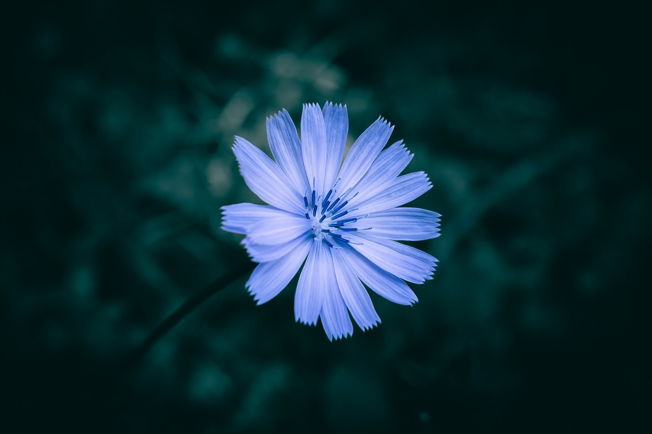 Flower Head Flora Freshness - Free photo on Pixabay