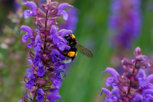 Bumblebee Insect Nature - Free photo on Pixabay