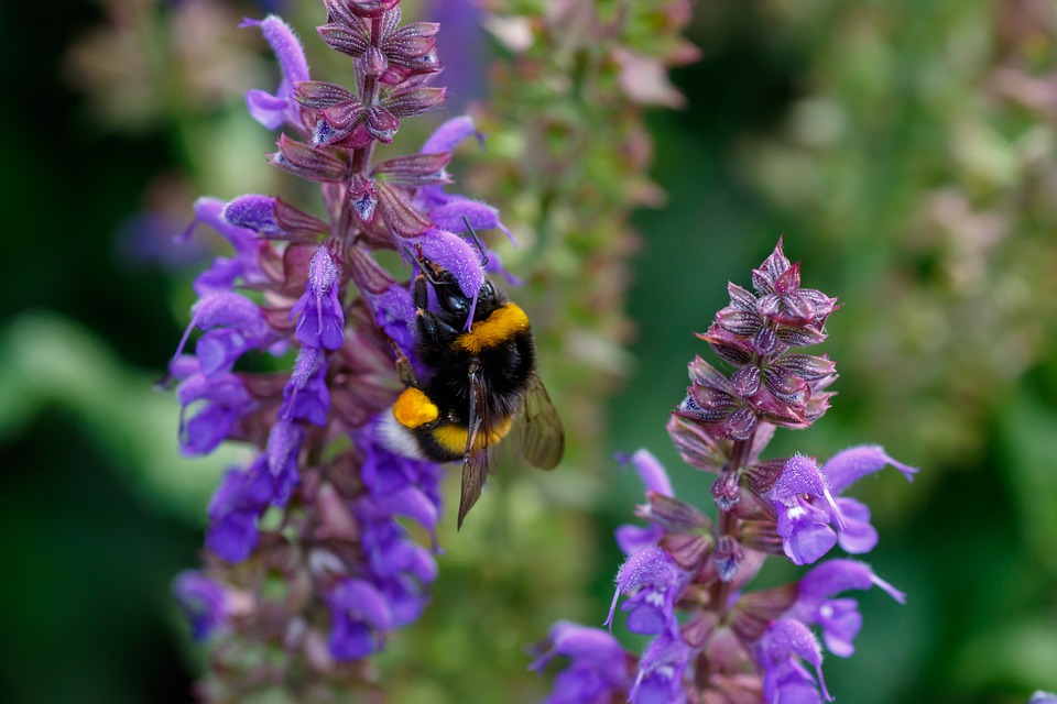 Bumblebee Insect Nature - Free photo on Pixabay