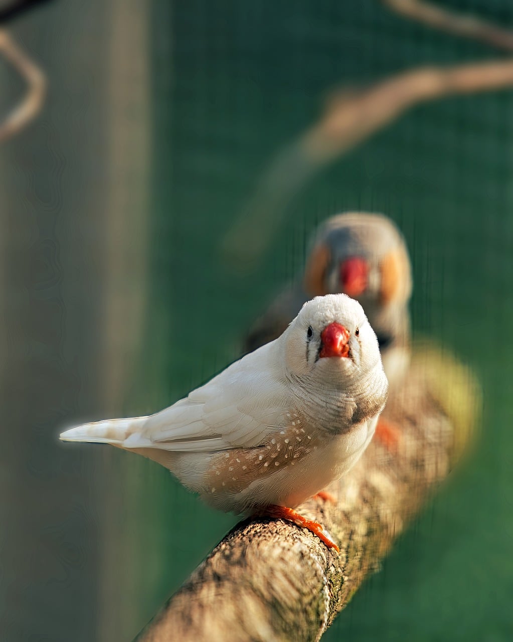 Zebra Finch Bird - Free photo on Pixabay