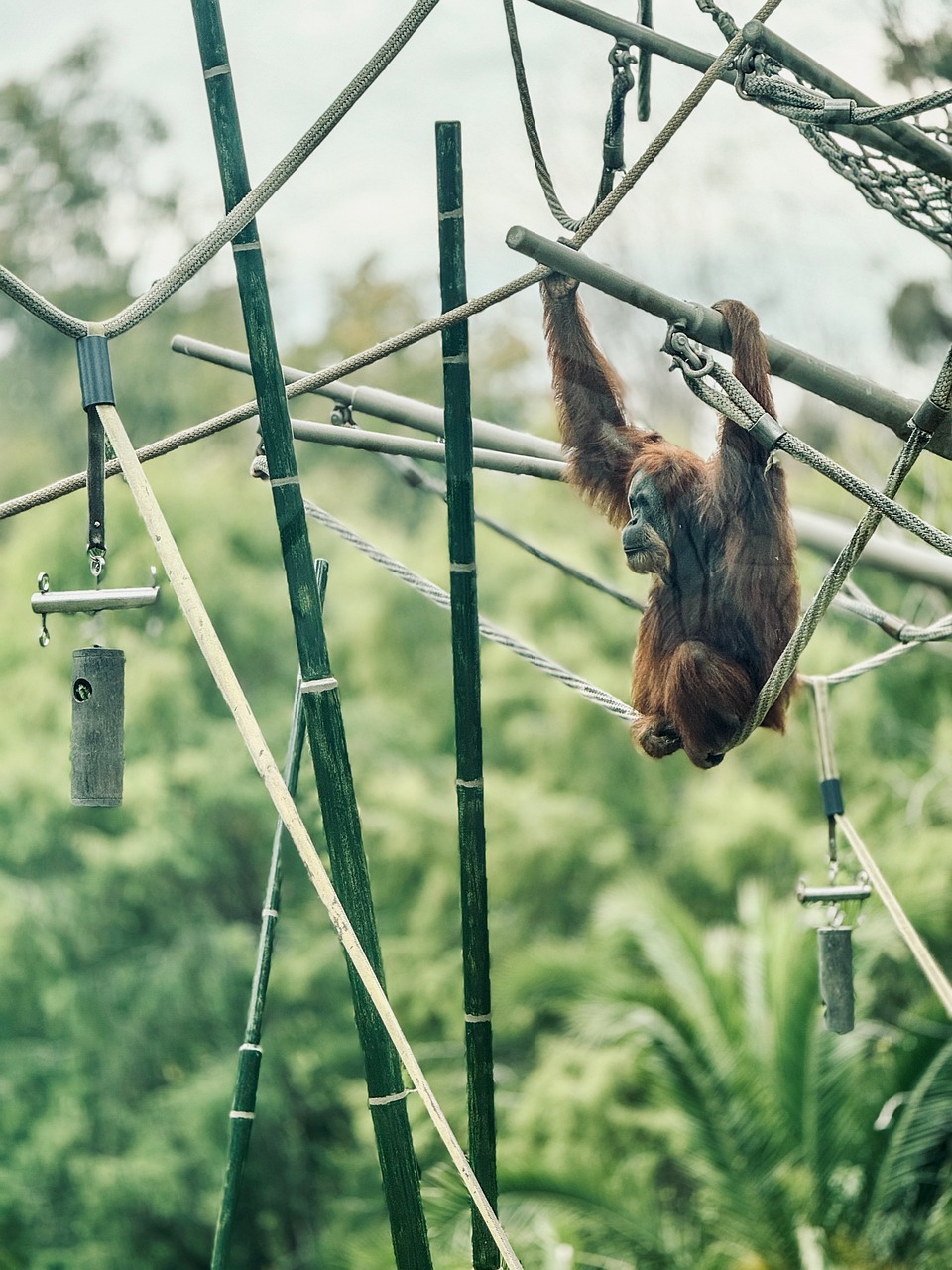 Orangotango Macaco Primata - Foto gratuita no Pixabay