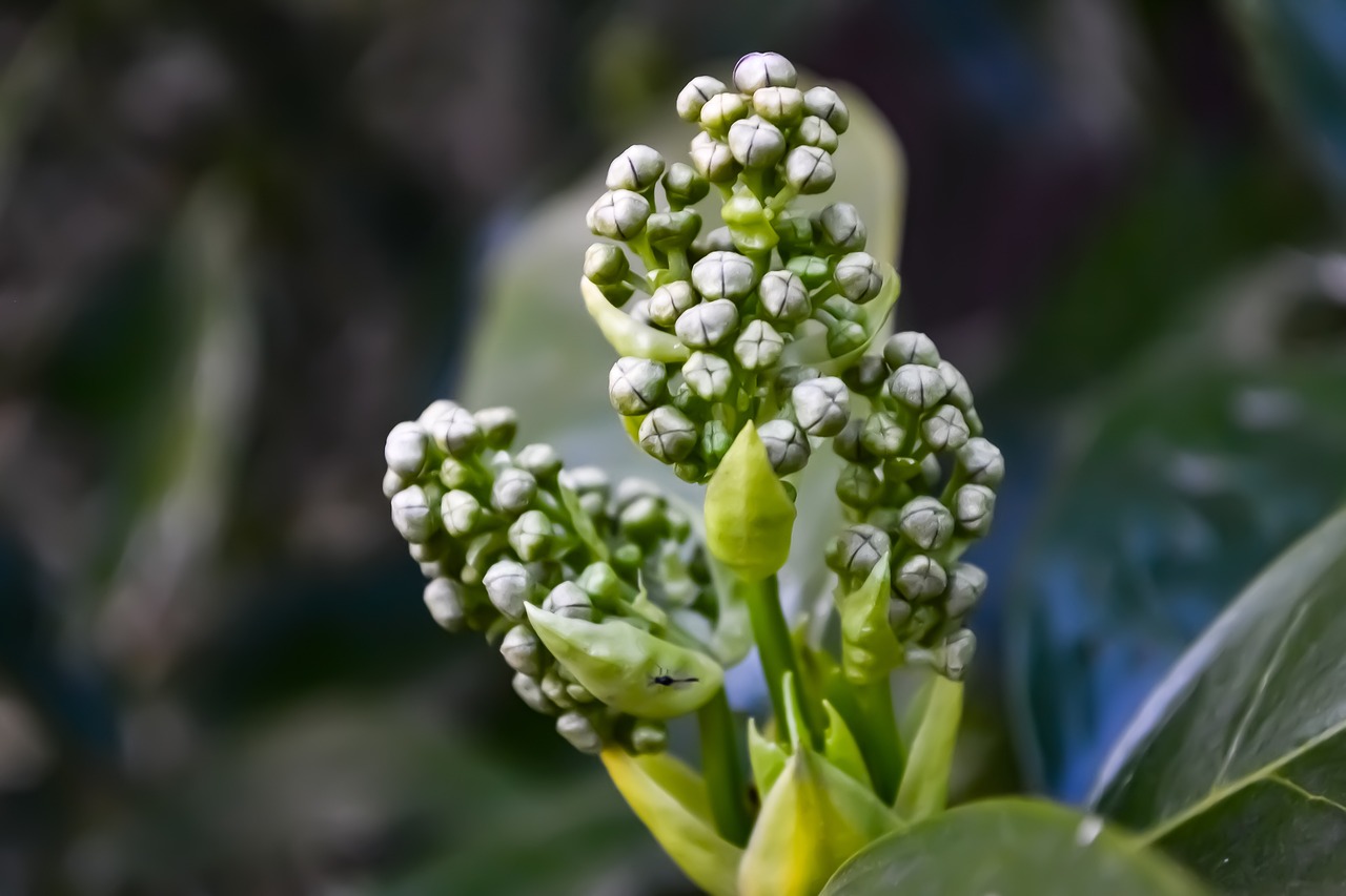Bourgeons De Fleurs Vert Blanche - Photo gratuite sur Pixabay