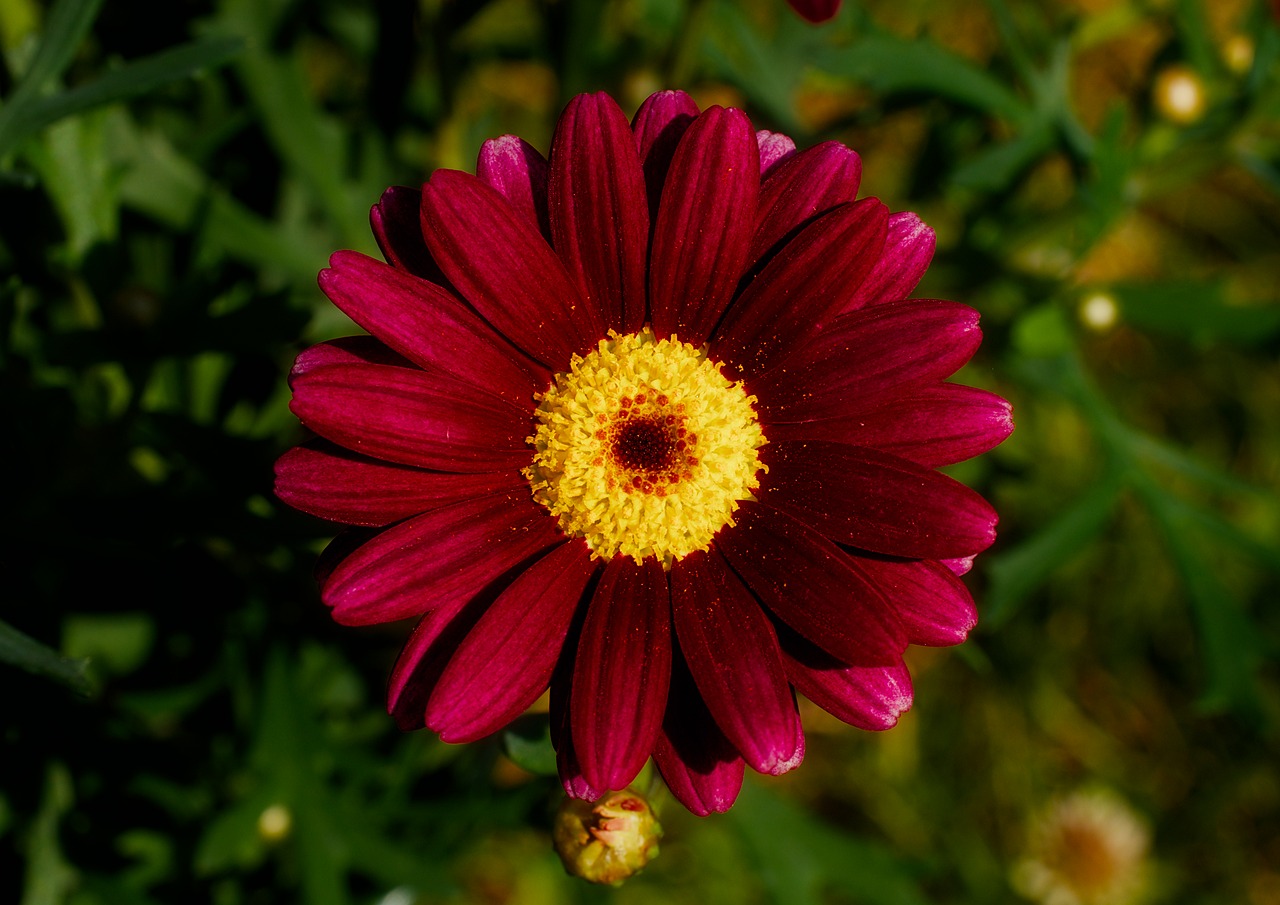 Marguerite Daisy - Free photo on Pixabay