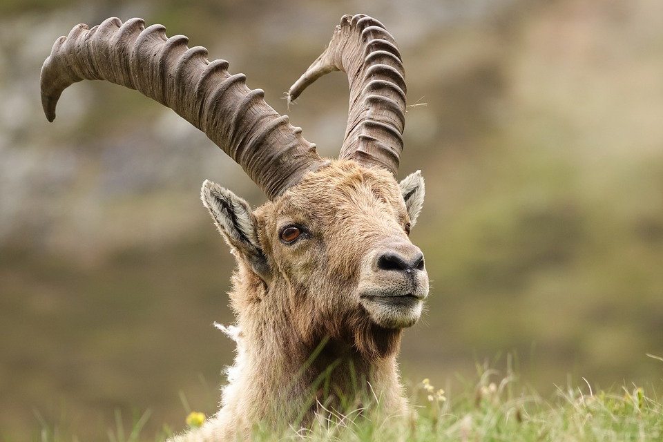 Champagne Alps Animal - Free photo on Pixabay