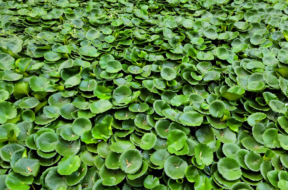 Lotus Pond Plant - Free photo on Pixabay