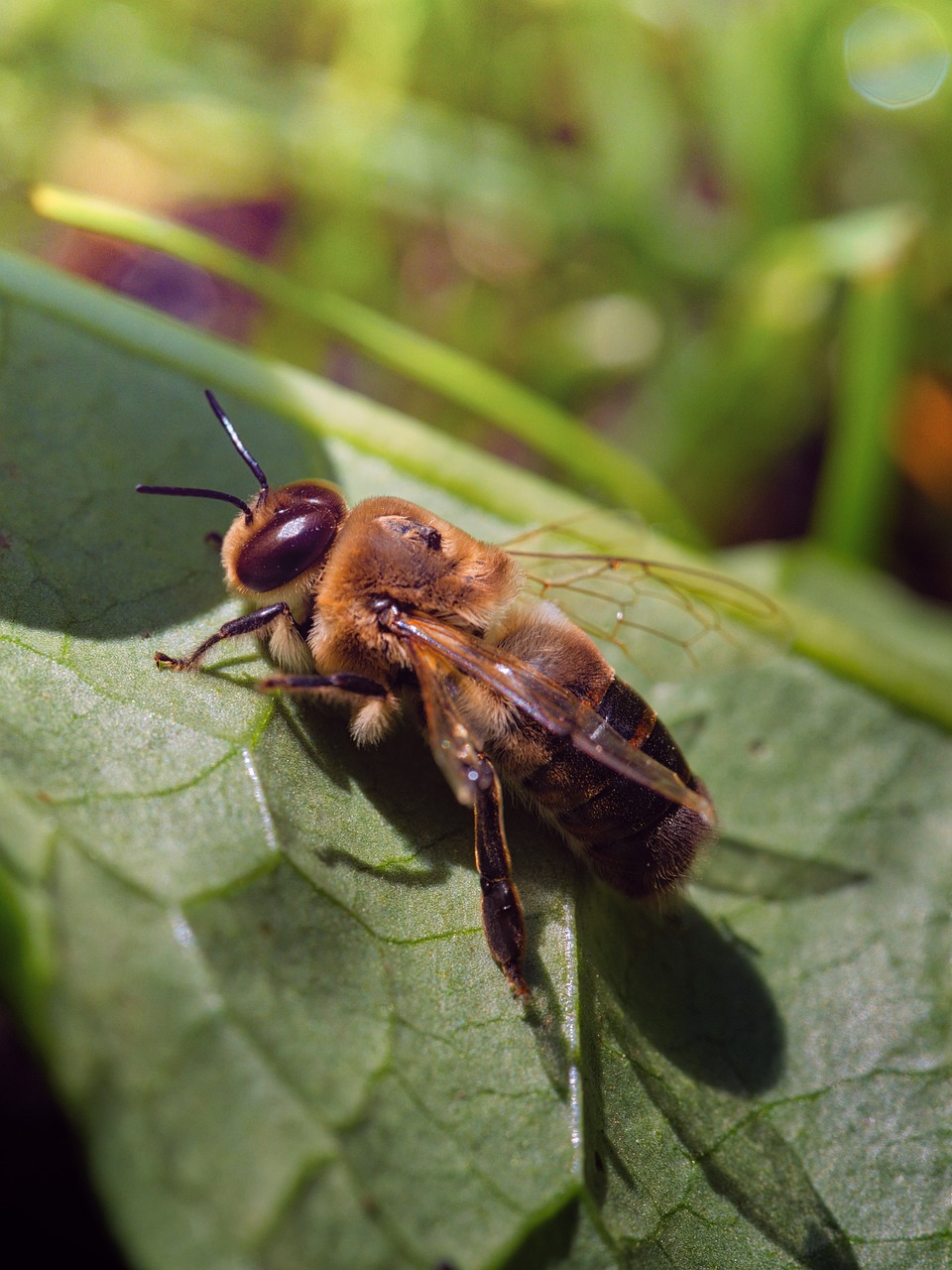 Drone Bee Leaf - Free photo on Pixabay
