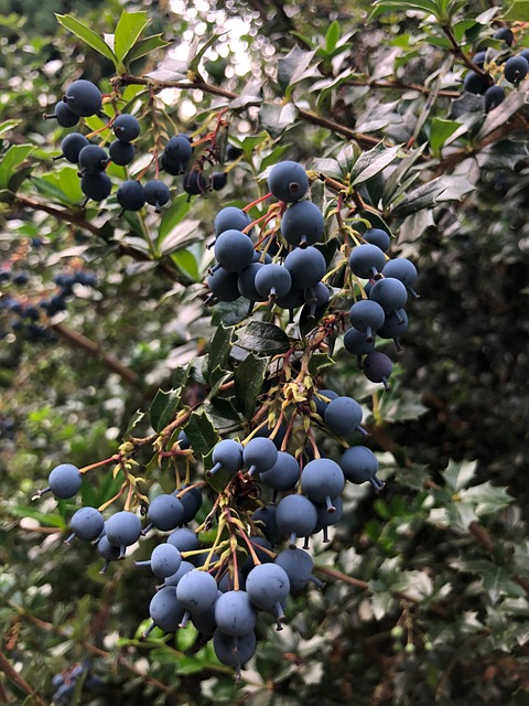 Bush Nature Shrub - Free photo on Pixabay