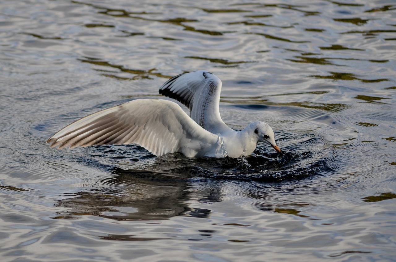 Gull Bird - Free photo on Pixabay