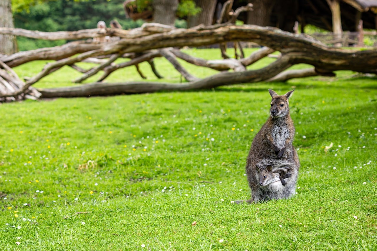 Wallaby Baby Marsupial - Free photo on Pixabay