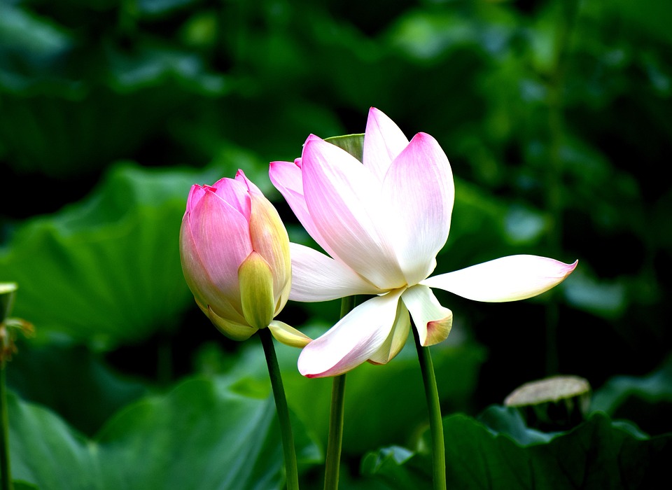 Lotus Flowers Flower - Free photo on Pixabay