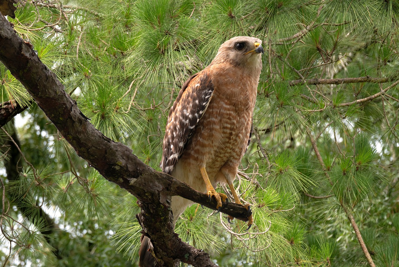 Hawk Bird Wildlife - Free photo on Pixabay