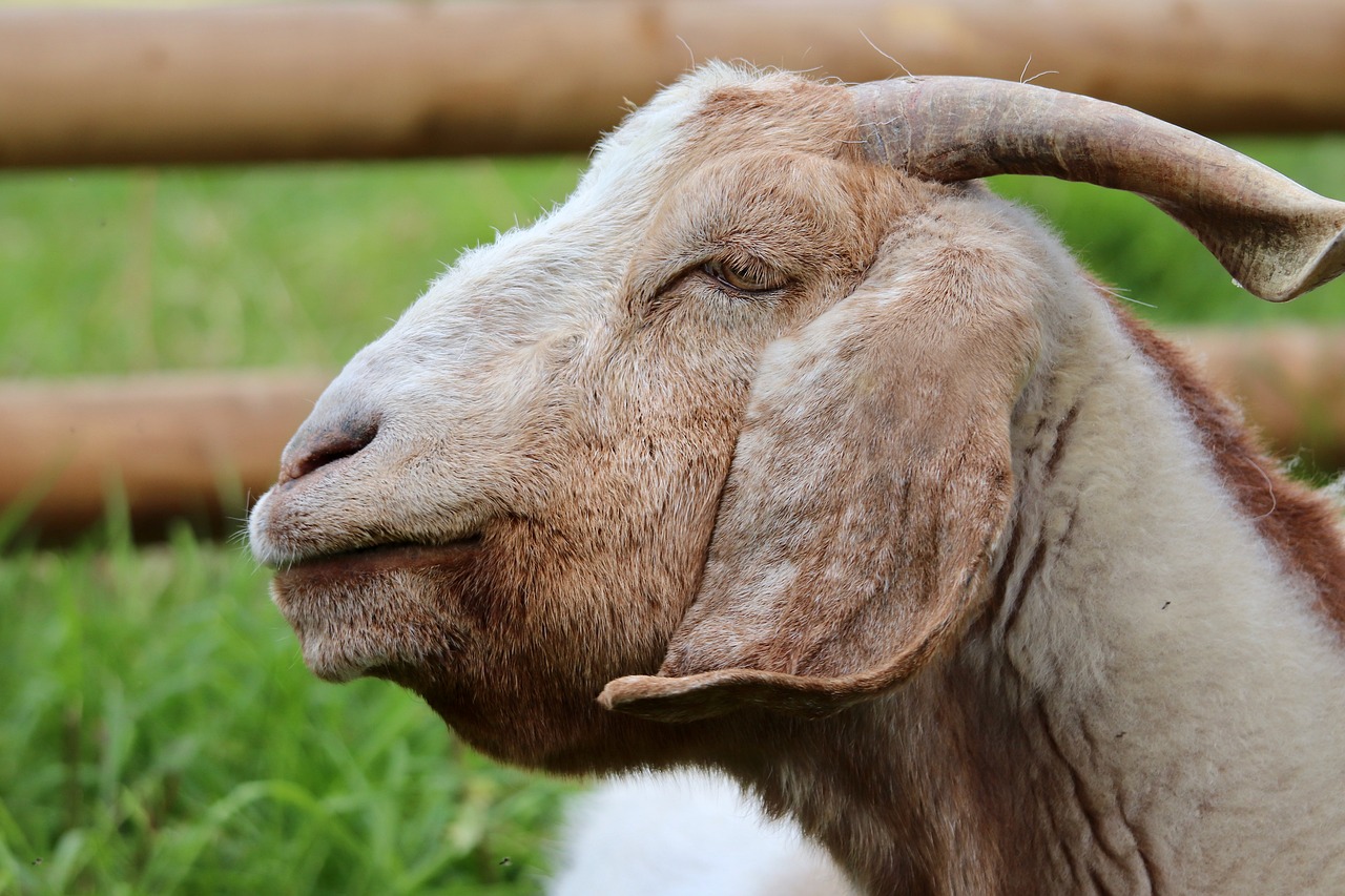 Domestic Goat Capra Mammal Farm - Free photo on Pixabay