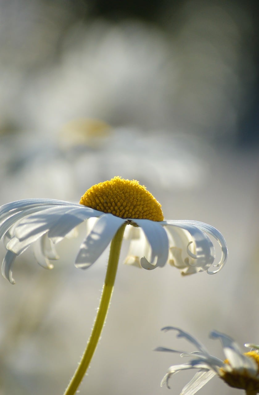 Marguerite Flower Garden - Free photo on Pixabay