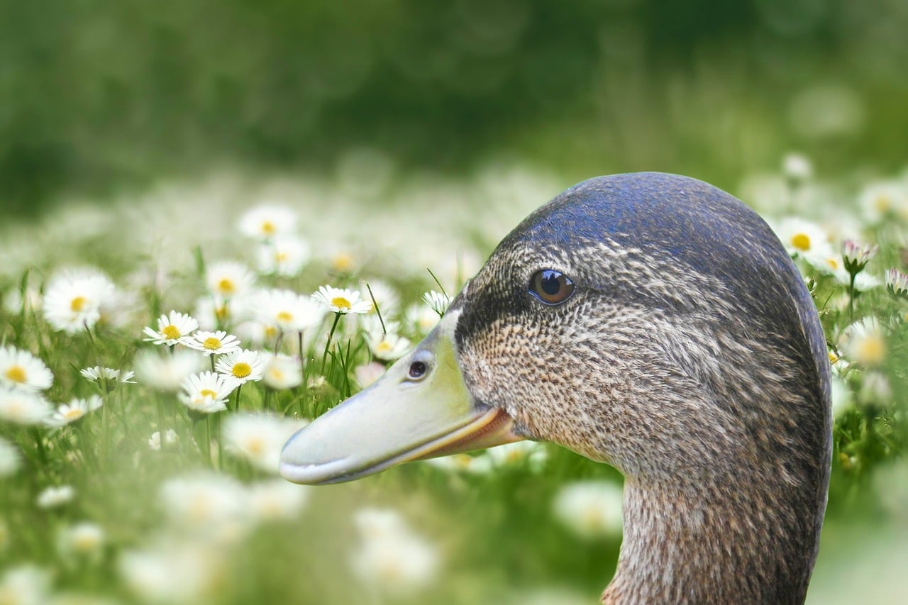 10,000+ Free Daisy Ducks & Duck Images - Pixabay