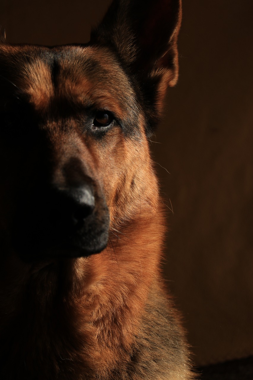 Dog Pet Animal - Free photo on Pixabay