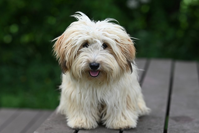 Havaneză Caine Mic Canin - Fotografie gratuită pe Pixabay