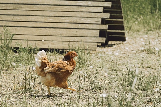 Chicken Poultry Nature Farm - Free photo on Pixabay