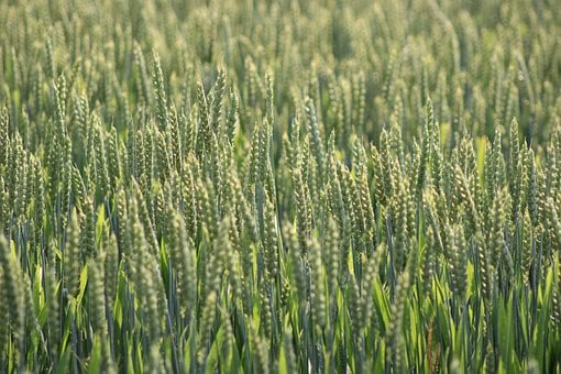 Field Agriculture Grain - Free photo on Pixabay