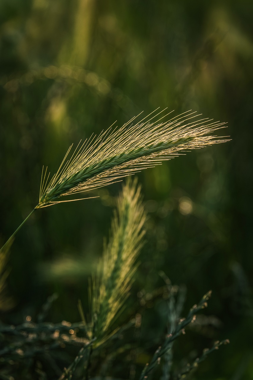 Rye Grain Field - Free photo on Pixabay